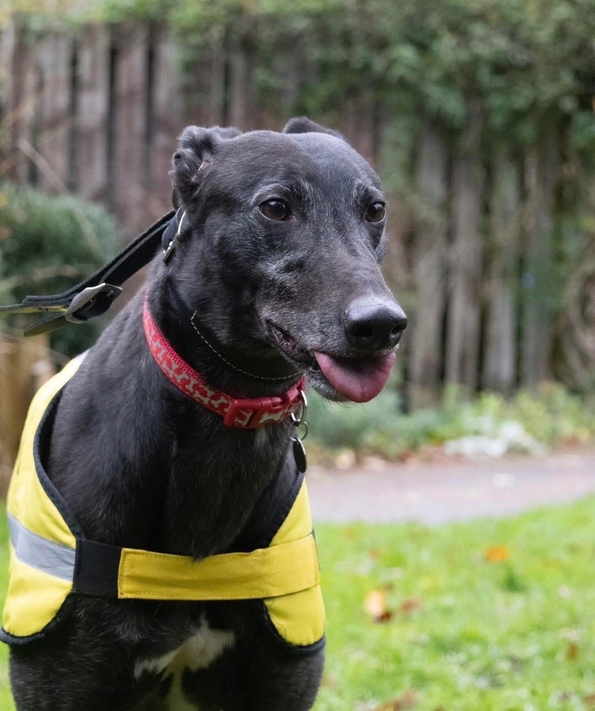 Harry the Greyhound For Adoption | Home Run Hounds