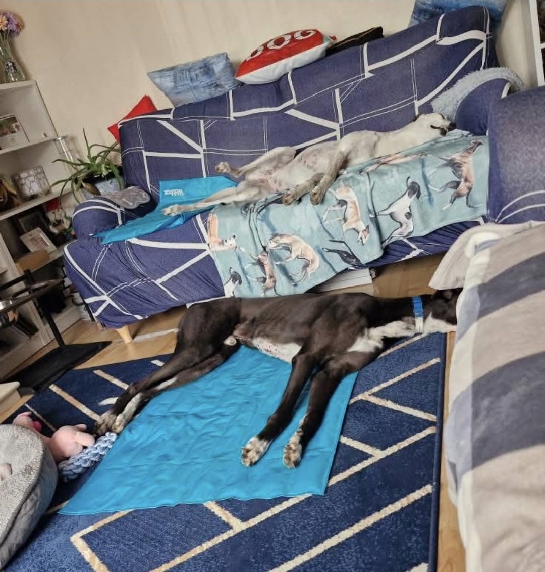 Home PADDY the Greyhound | Home Run Hounds