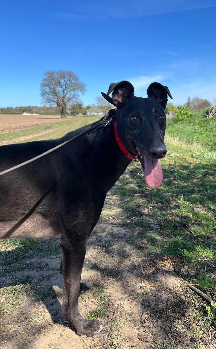 Harry the Greyhound For Adoption | Home Run Hounds