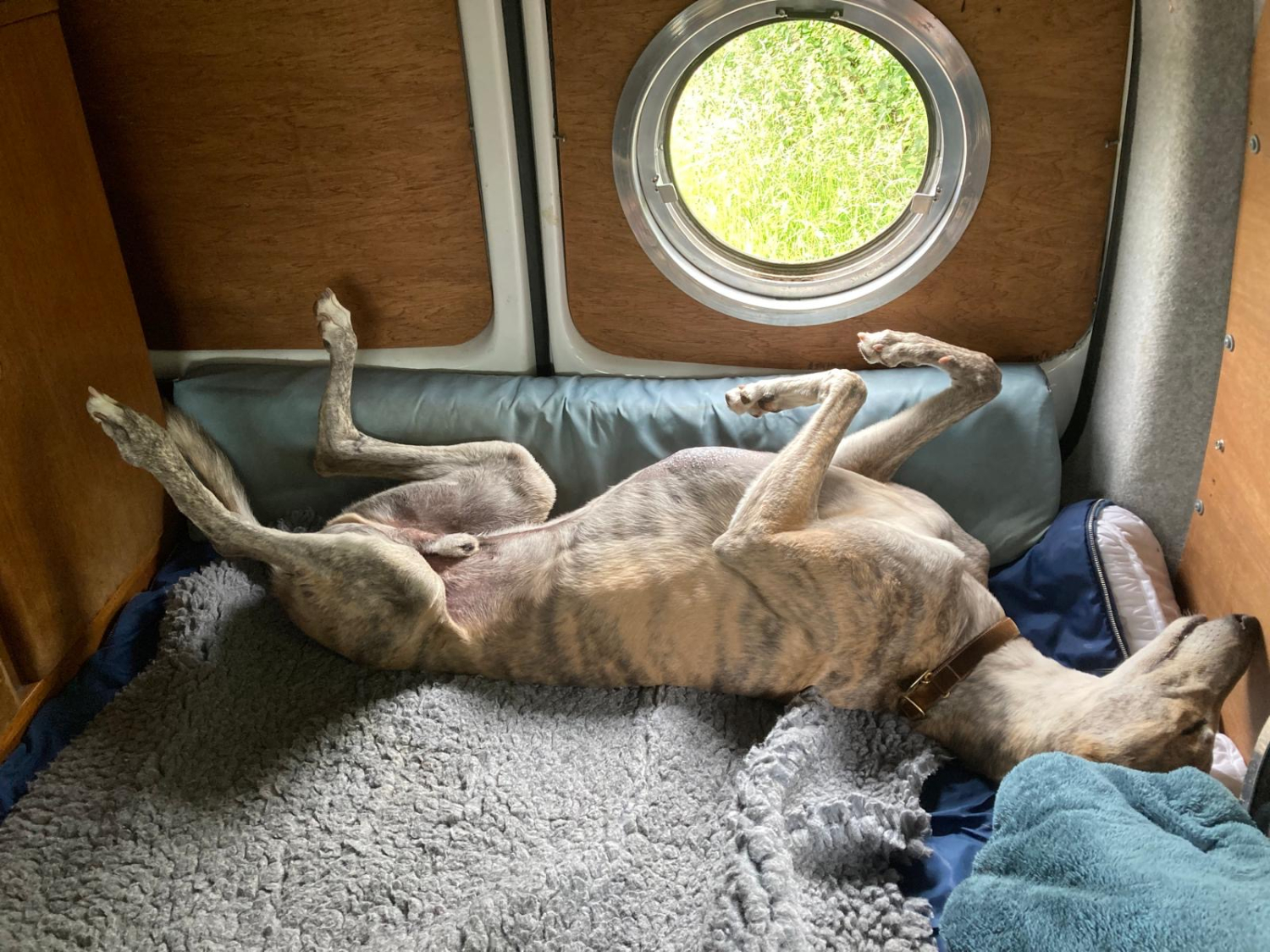 Adopt TIM the Greyhound | Home Run Hounds