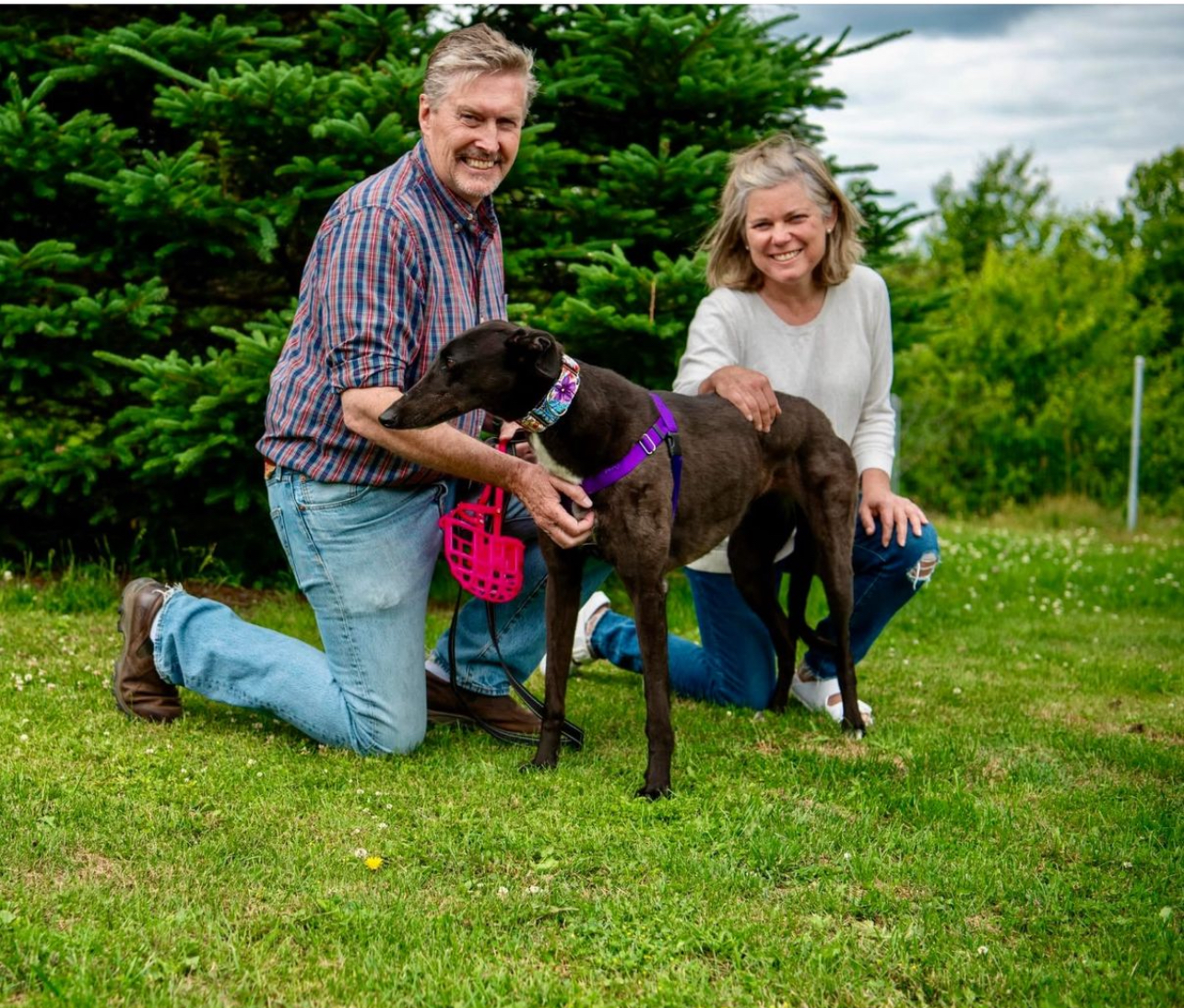 MINNIE the Greyhound For Adoption | Home Run Hounds