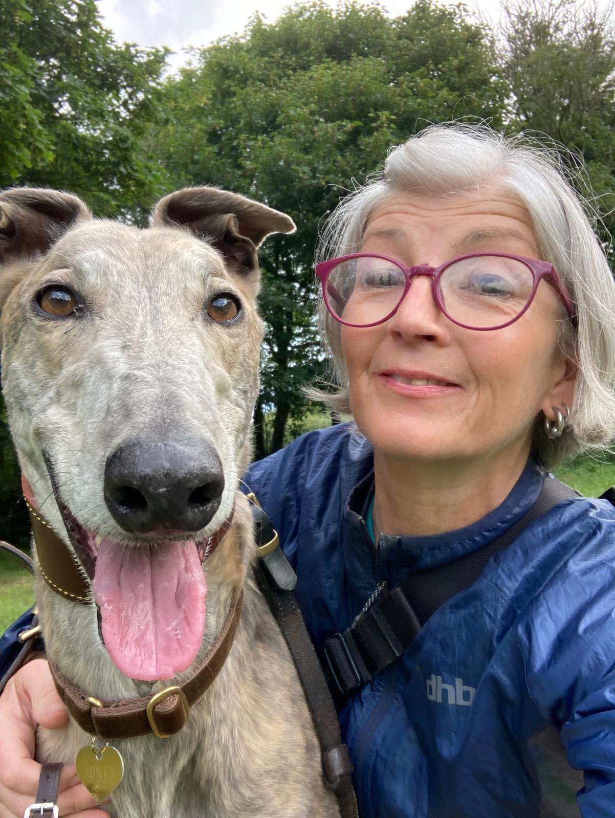 Adopt TIM the Greyhound | Home Run Hounds