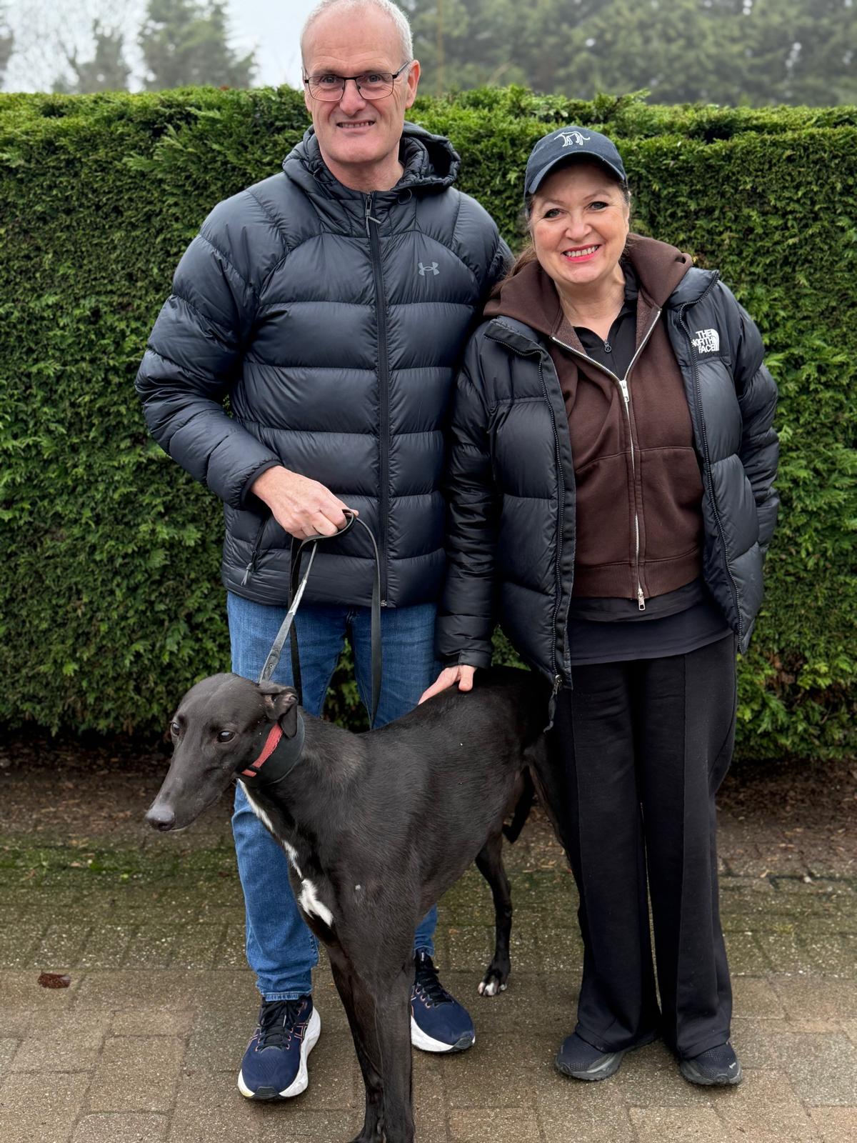 Adopt ERNIE the Greyhound | Home Run Hounds