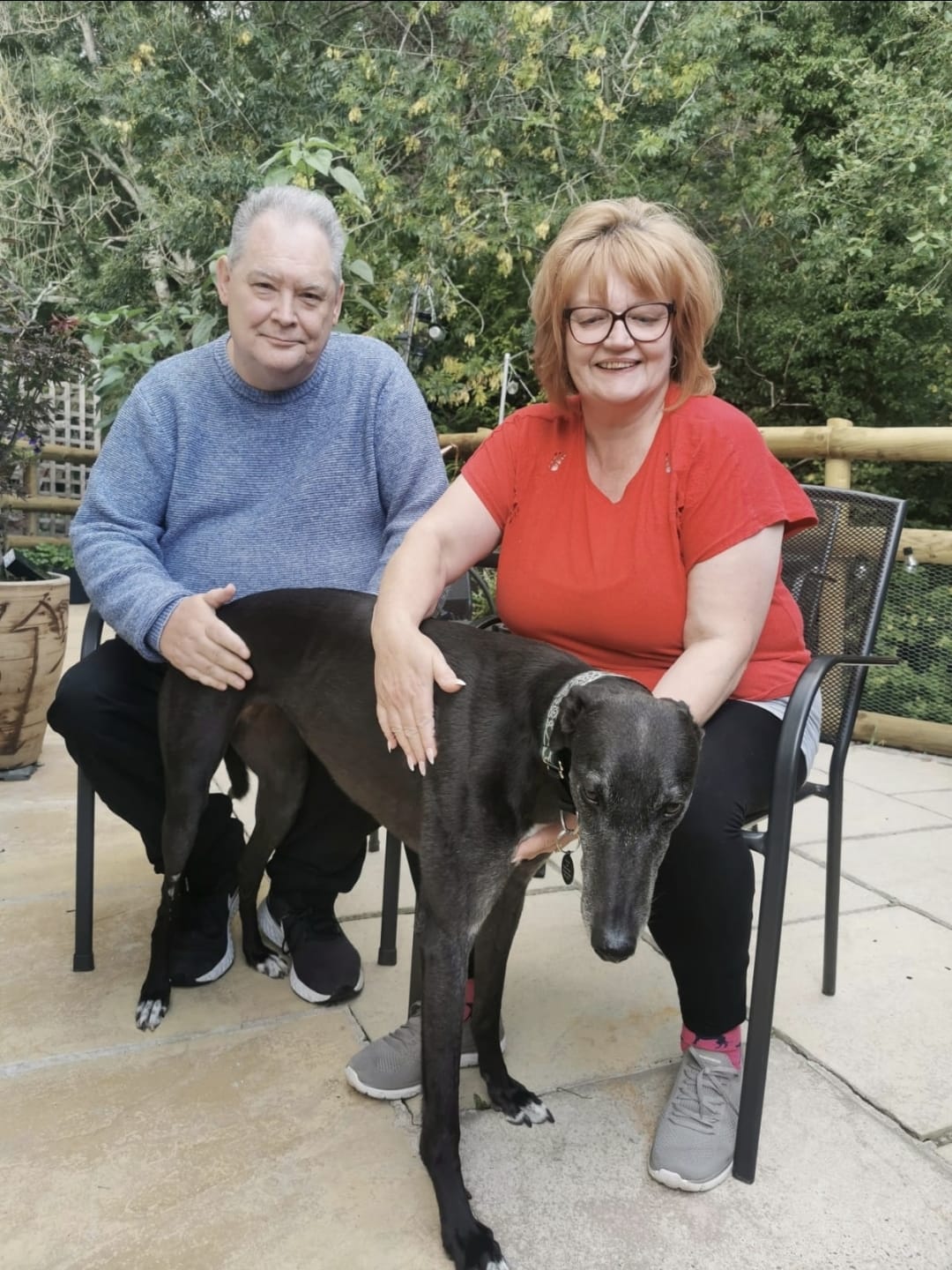 Adopt LISA the Greyhound | Home Run Hounds