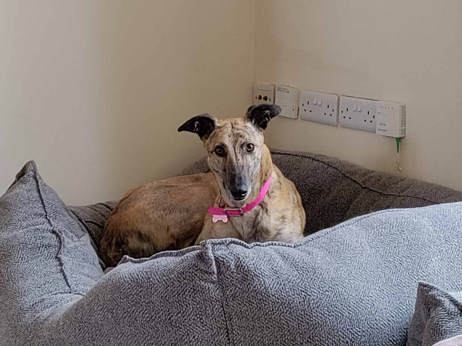 Adopt ELLIE the Greyhound | Home Run Hounds